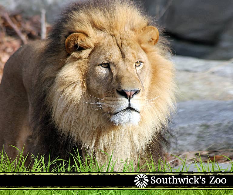 Southwick's Zoo - Wonderfund of Massachusetts