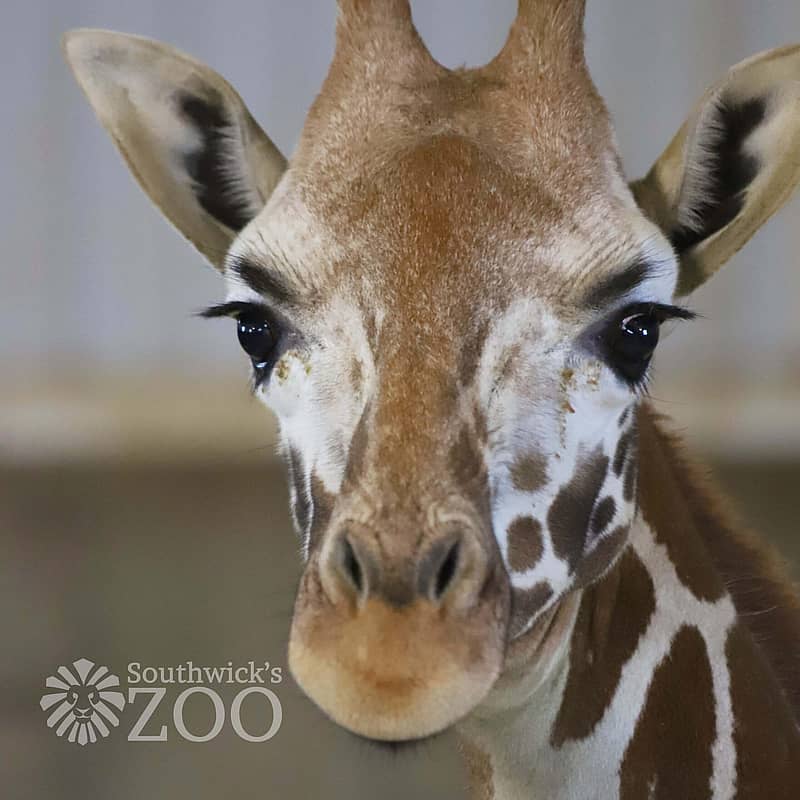 Southwick's Zoo - Wonderfund of Massachusetts